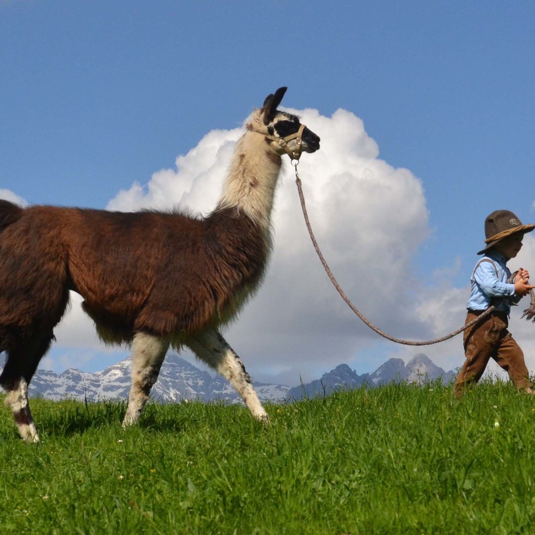 Llama trekking | Fieberbrunn - PillerseeTal